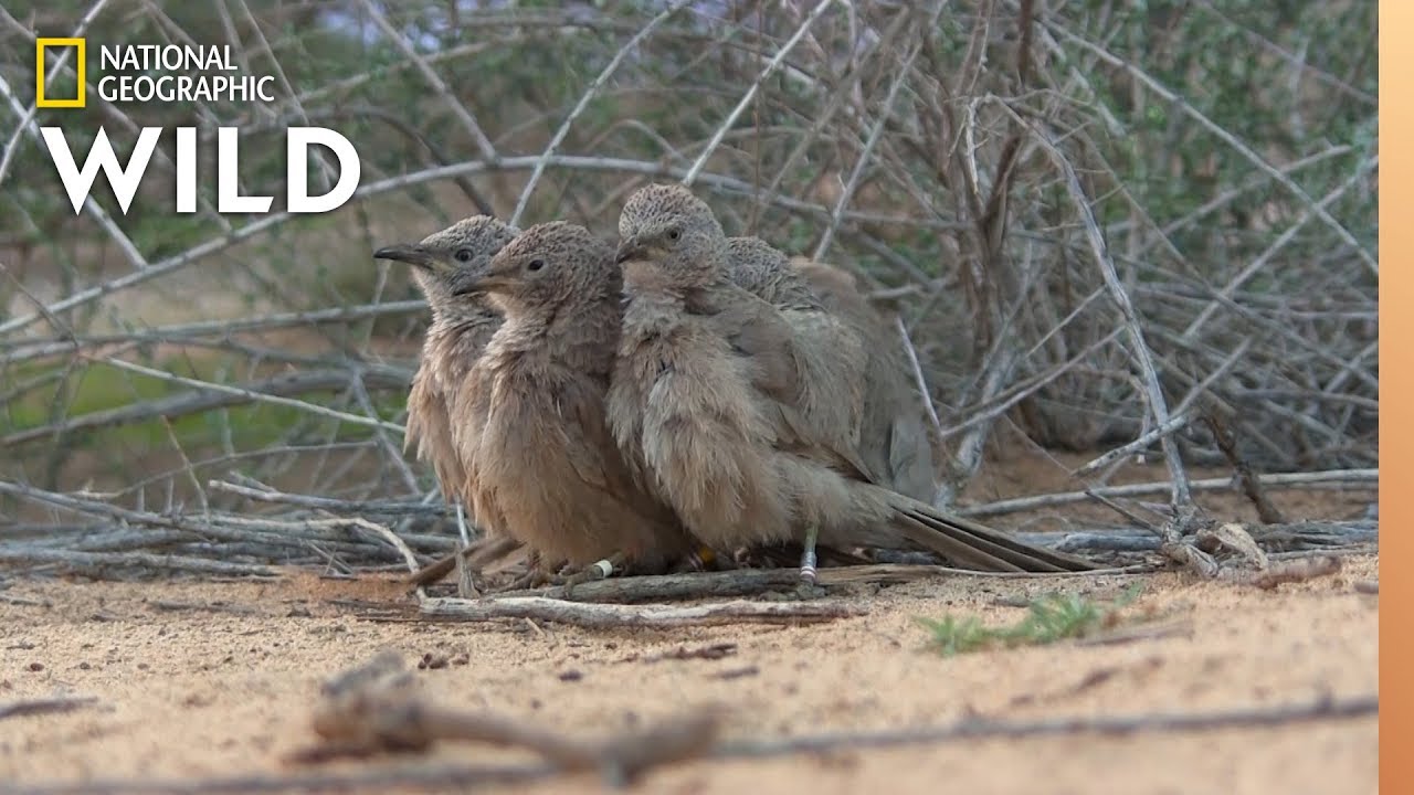 Why These Birds Hide Their Sexual Trysts | Nat Geo Wild - YouTube