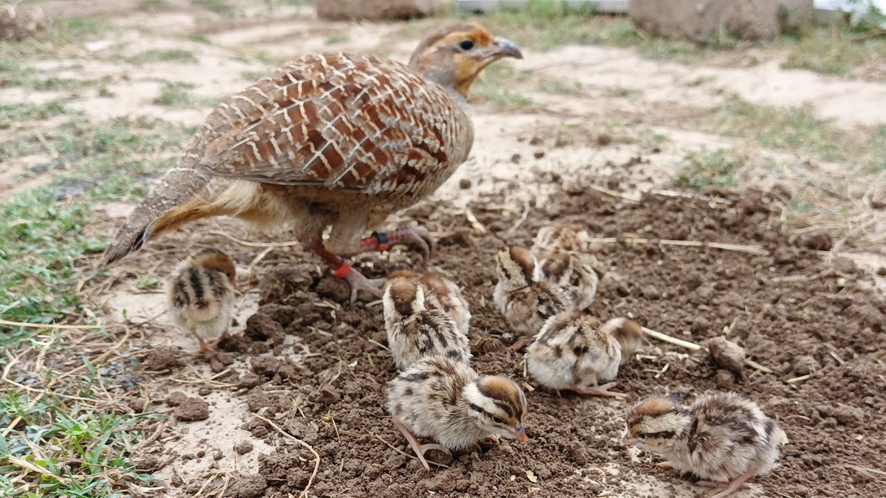 Teetar chicks | Partridge baby feeding - YouTube