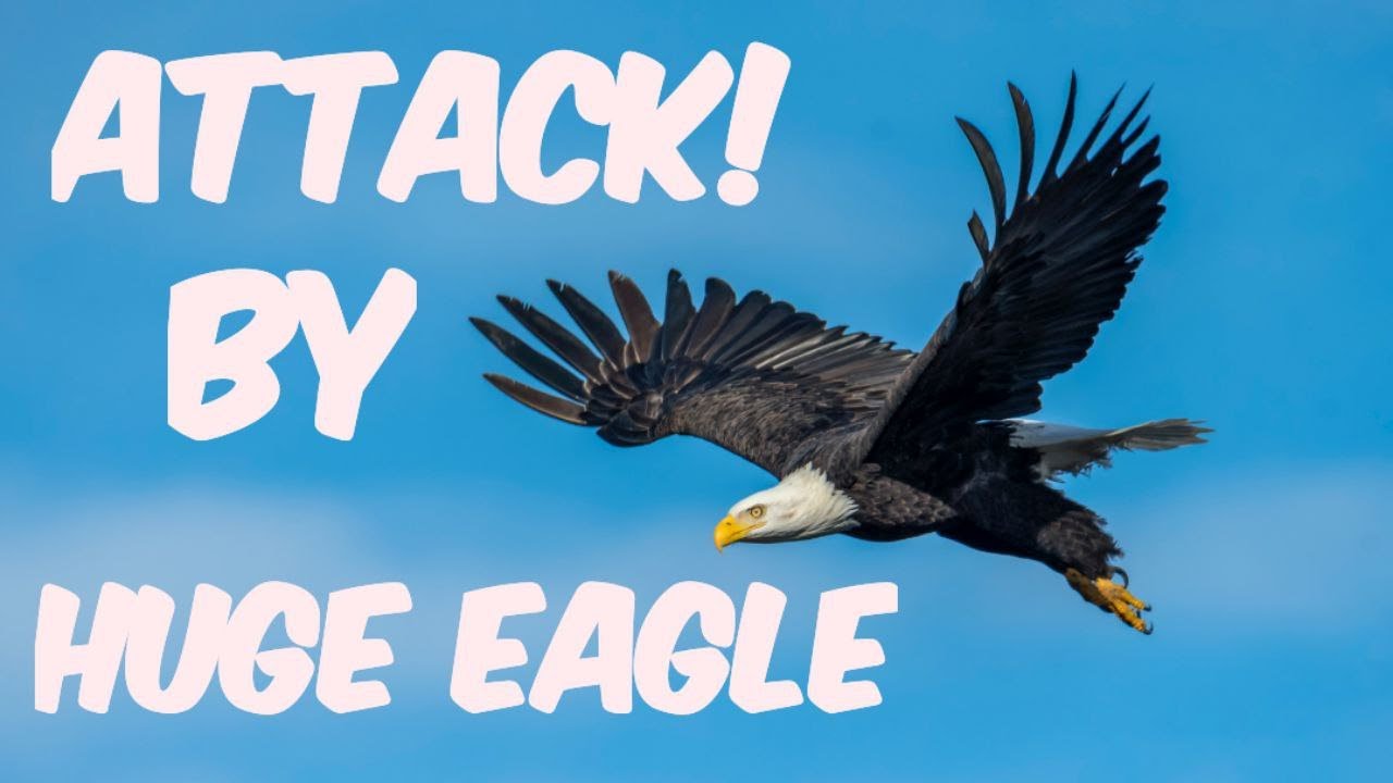Huge Eagle Attack on Octopus - YouTube