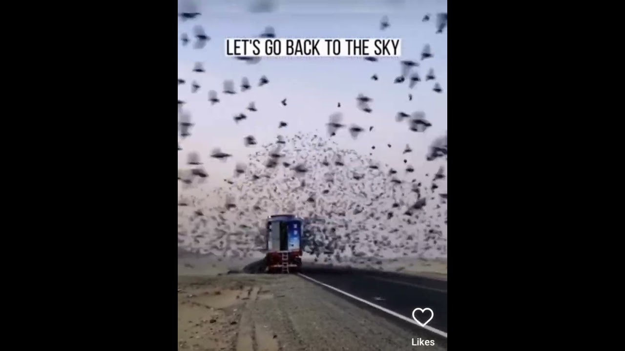 Let them FLY - YouTube