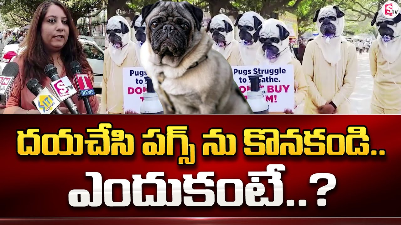 Stop Buying Pugs: People for the Ethical Treatment of Animals (PETA ...