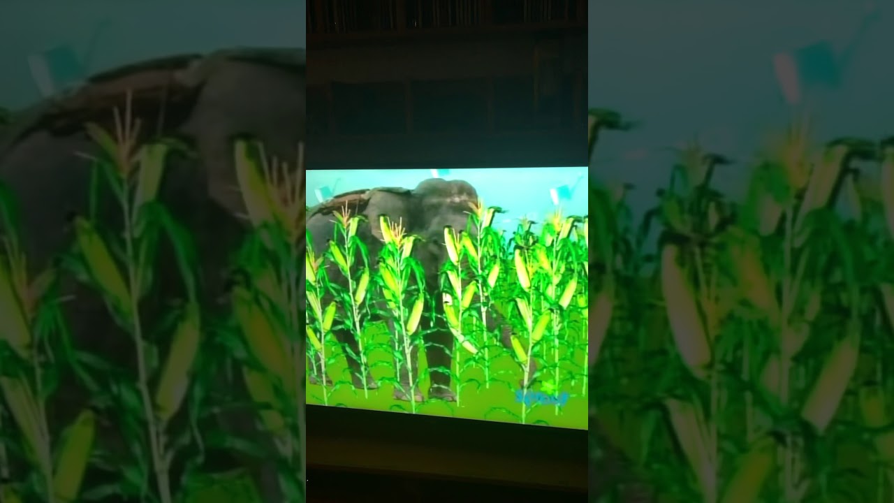 Elmo world farms quiz - YouTube