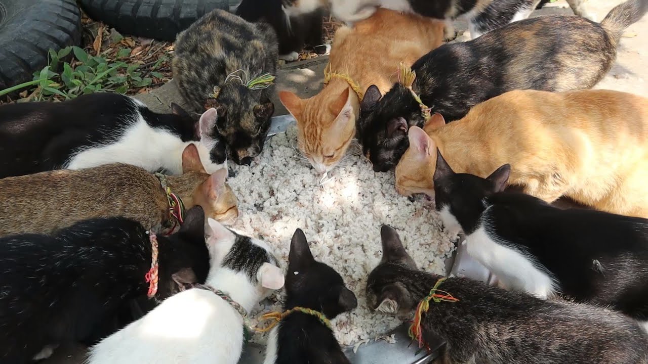 Many cats eating rice - YouTube