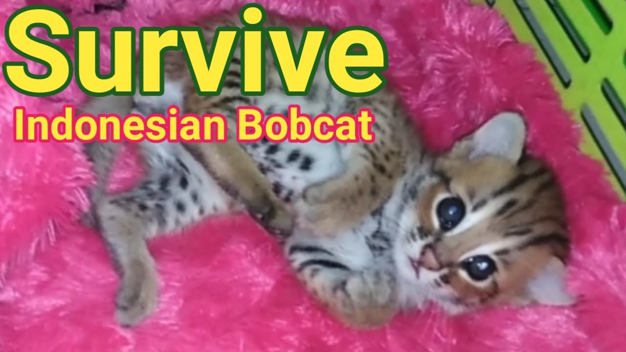 Survive Indonesian Bobcat||kucing hutan yang beradaptasi dengan manusia ...