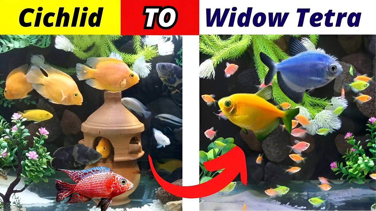 Cichlid Tank to Glow tetra Tank | Cichlid Fight | Glofish | Widow Tetra ...