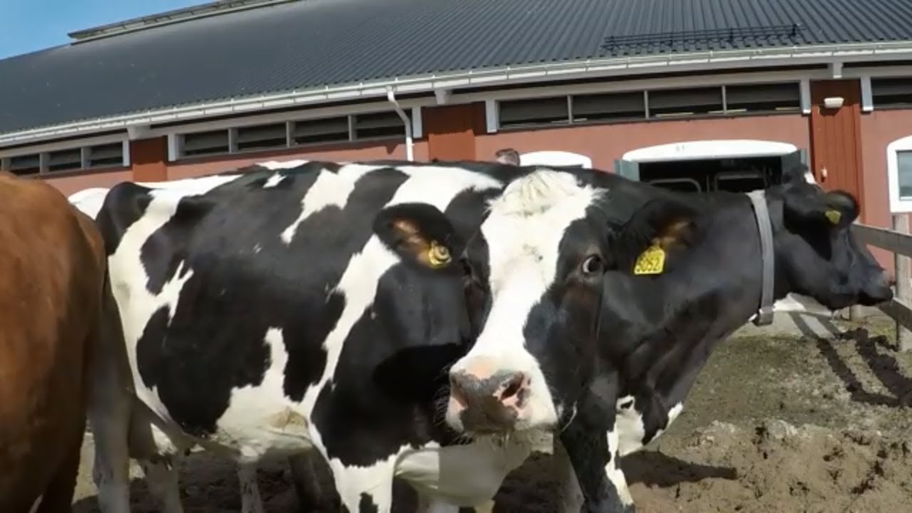 Hamra Farm | The heart of DeLaval | DeLaval - YouTube