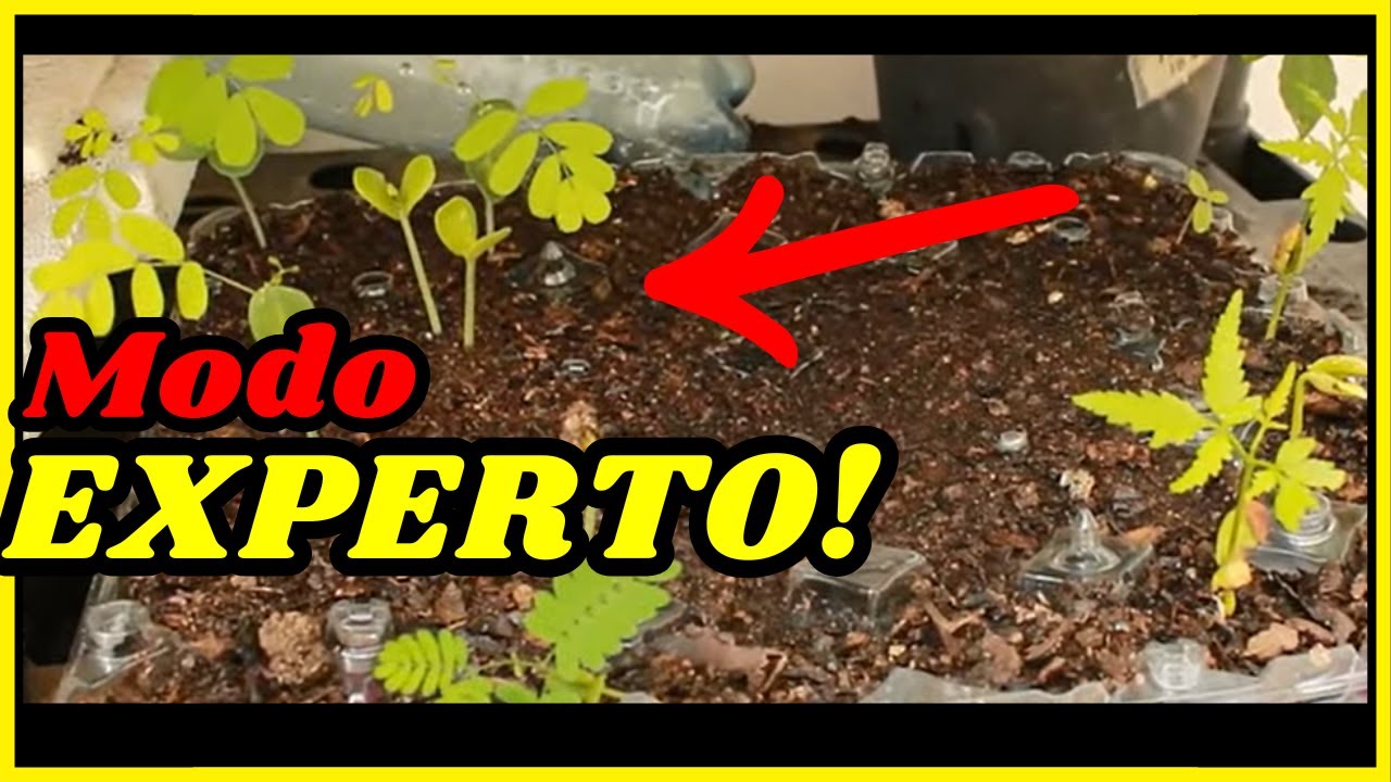 Como hacer un SEMILLERO CASERO 🌱🌱 con material de reciclaje‼️ - YouTube