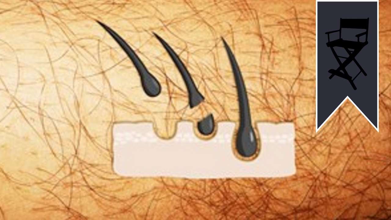 Da li dlake rastu brze posle brijanja ili cupanja? - YouTube