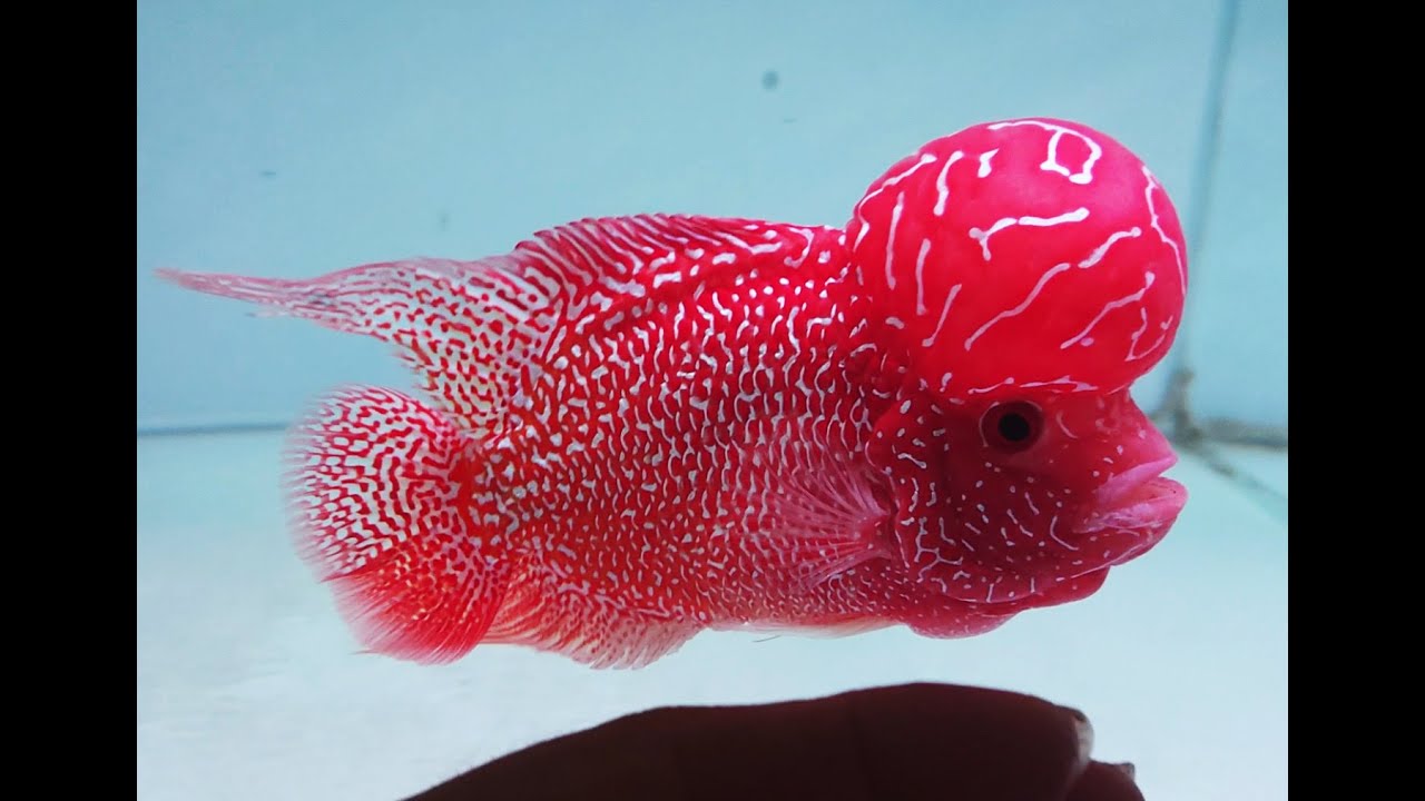 Kamfa GB Golden Base Full Red Color Super Big Head Strong Body ...