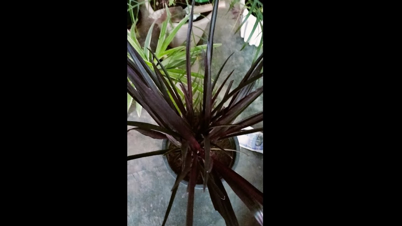 red bog Lilly || purple crinum lilly || @plantsmom #plantslover # ...