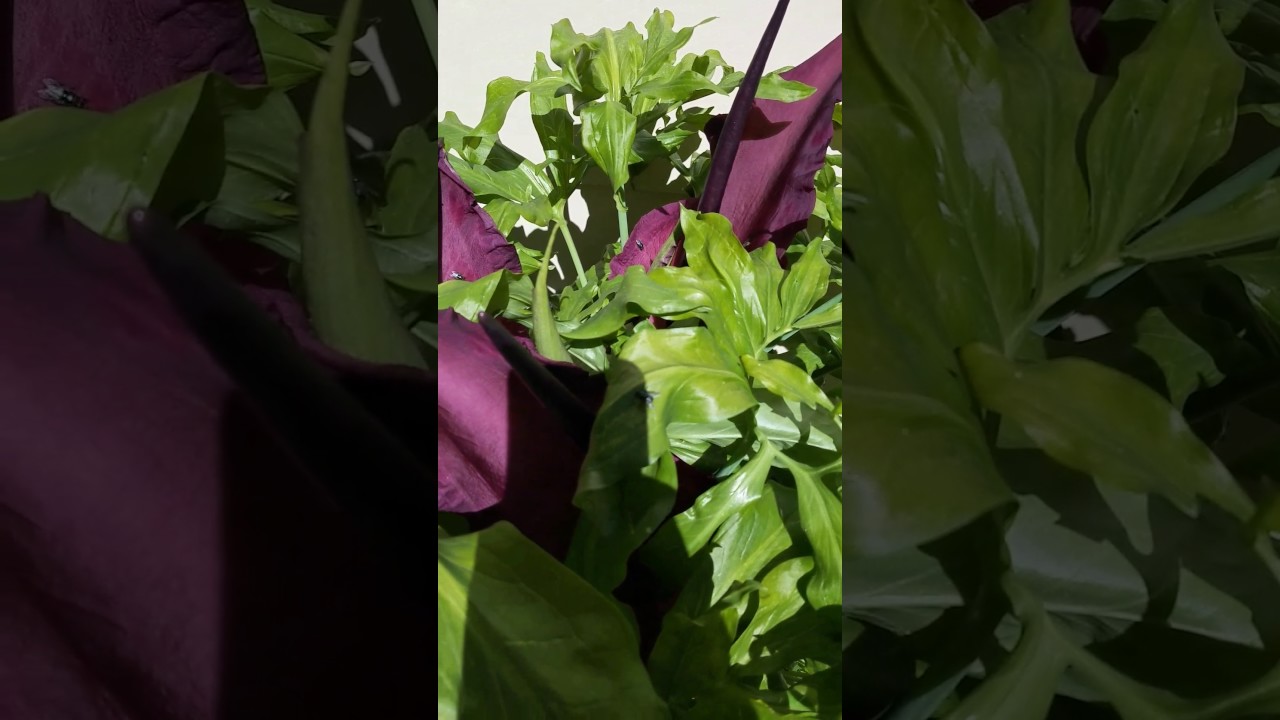 Our Voodoo Lily - so stinky! #Shorts - YouTube