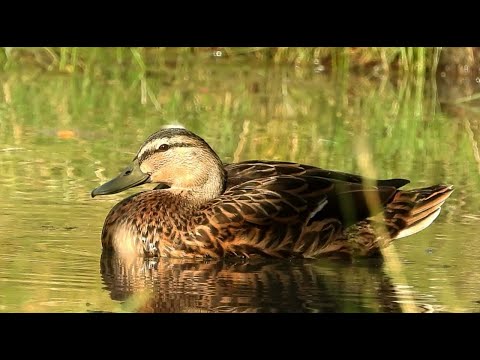 Mexican Duck vs Mottled Duck: Key Identification Differences (Field ...