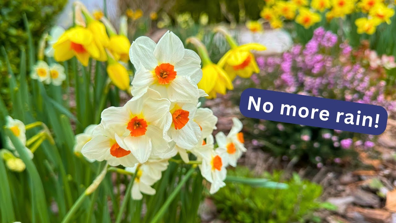 A Spring Garden Tour After The Heavy Rain - YouTube