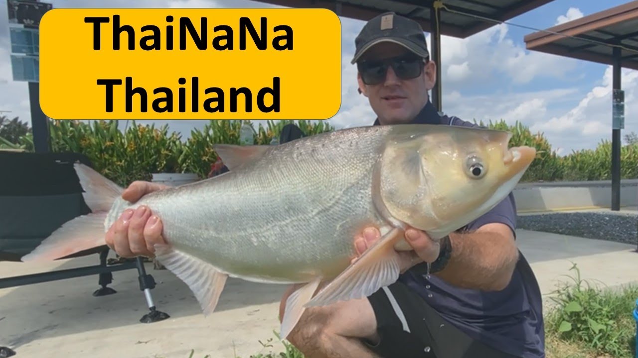 Fishing in Thailand at Thai NaNa fishing park. $3 per rod. Chinese ...