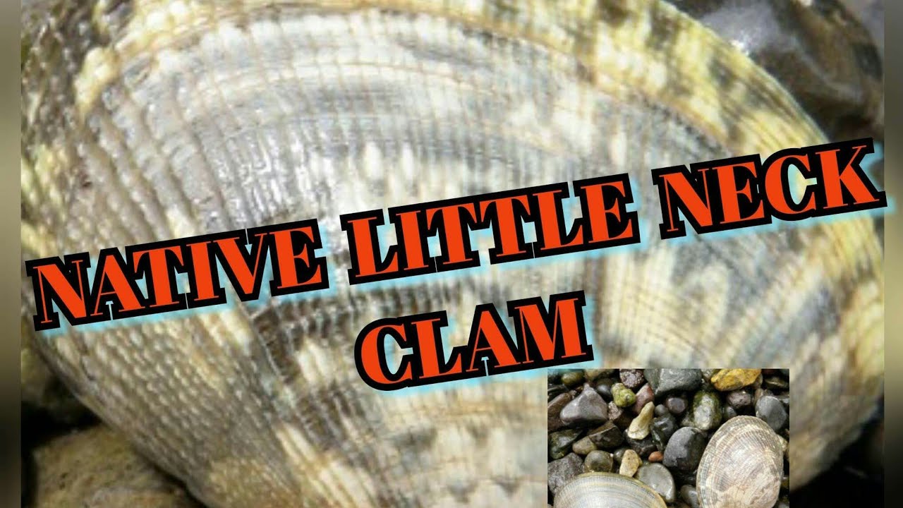 PAANO MANGUHA NG KABIBI/NATIVE LITTLE NECK CLAMS@bobbyjensvlog9158 ...