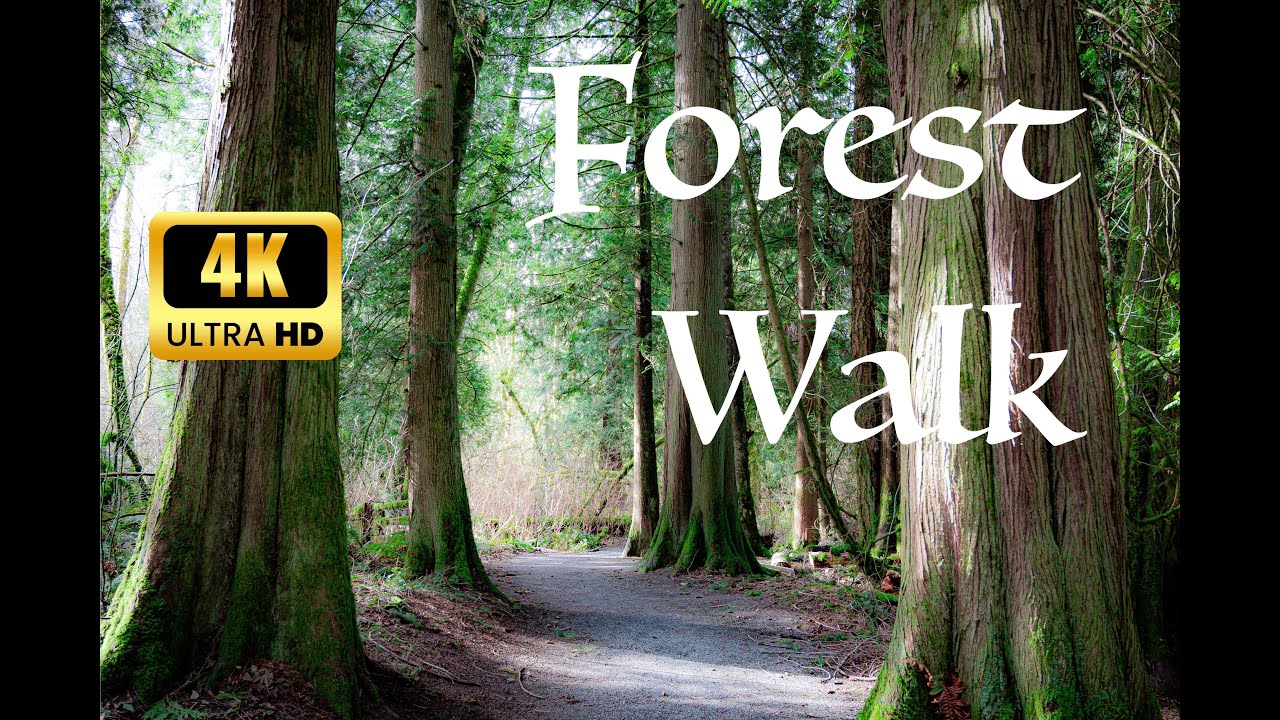 Forest Meditation Walk: Relax and Rejuvenate in Nature 4K - YouTube