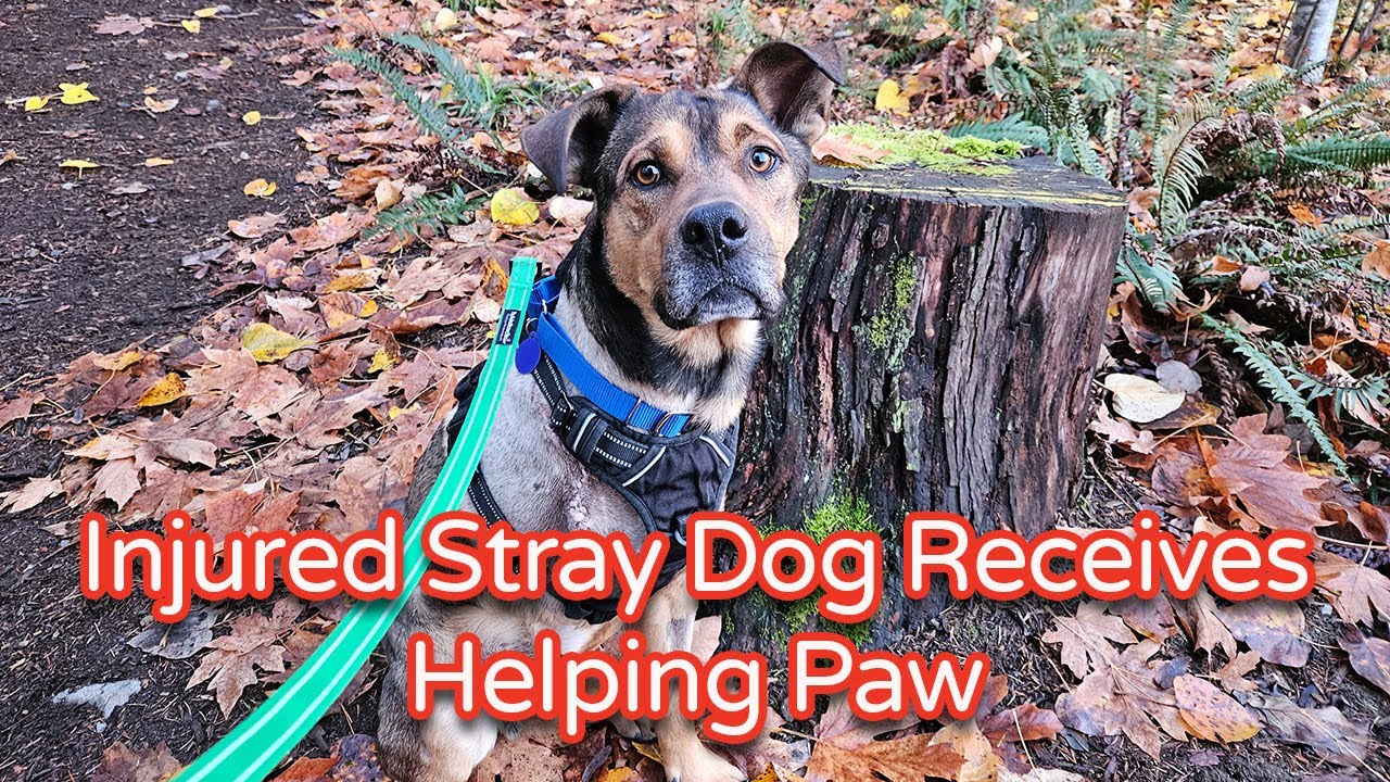 Injured Stray Dog Receives Helping Paw - YouTube