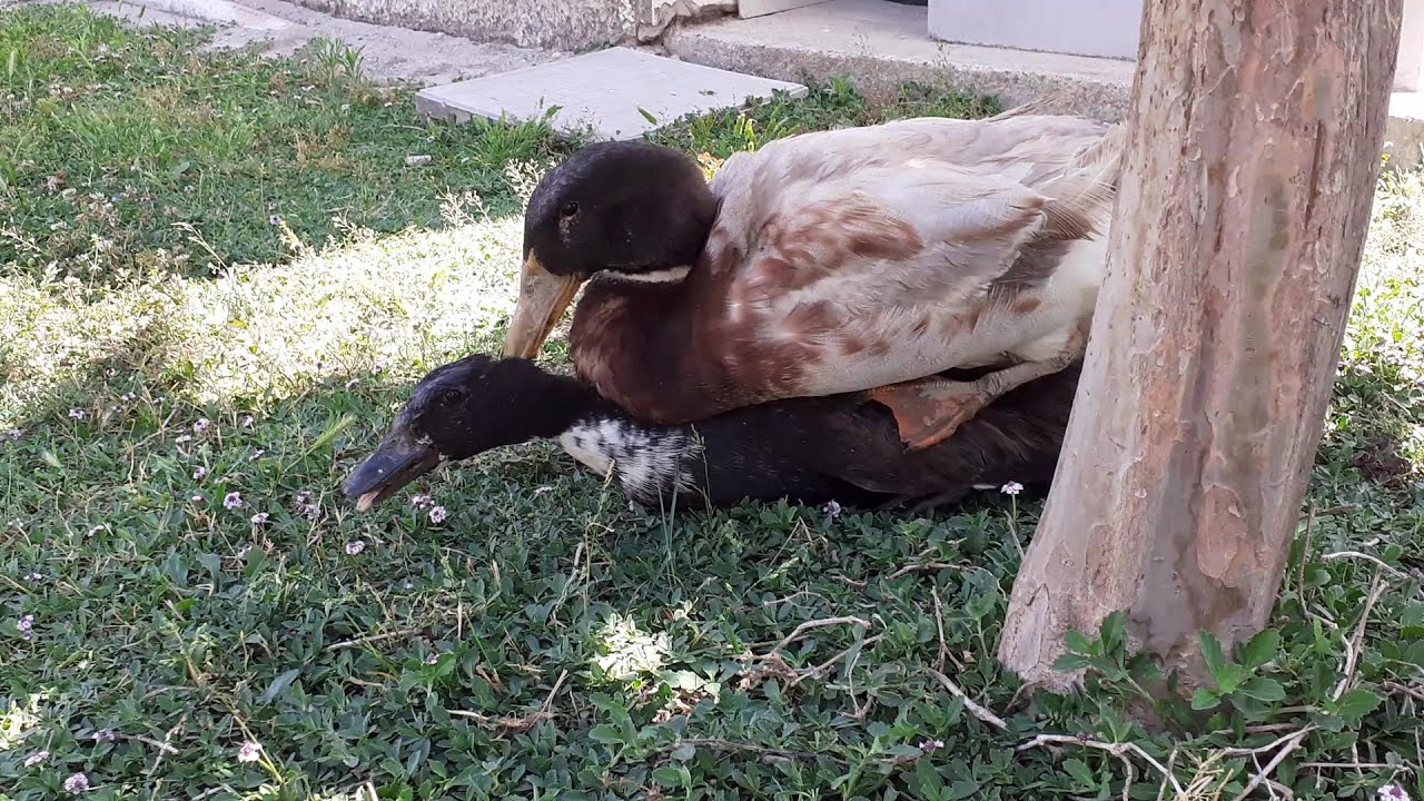 HYBRID MALLARD & HYBRID CAYUGA DUCK AFTER THE CREATE A NEW HYBRID IN ...