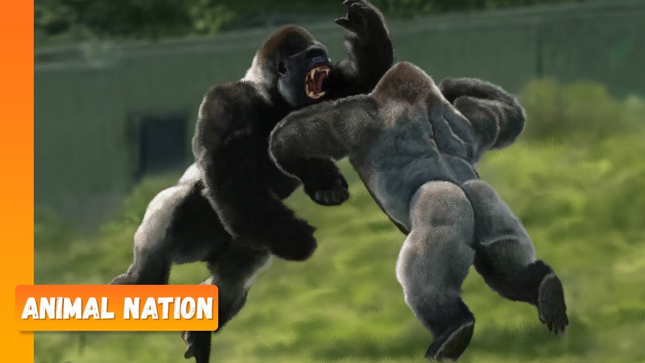 Gorillas Fighting! - Animal Nation - YouTube