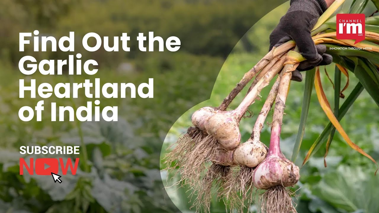 Garlic Gold: Madhya Pradesh’s Reign as India’s Premier Garlic Producer ...