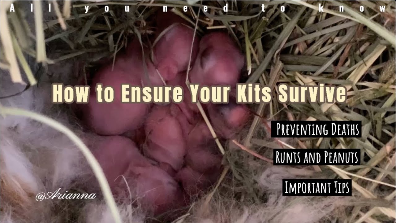 All You Need to Know: How to Ensure Your Rabbit Kits Survive - YouTube