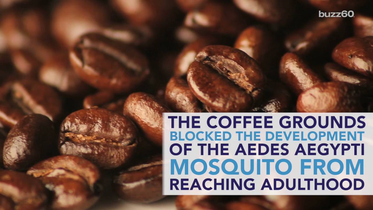 Coffee May be the Secret Zika Mosquito Repellent - YouTube