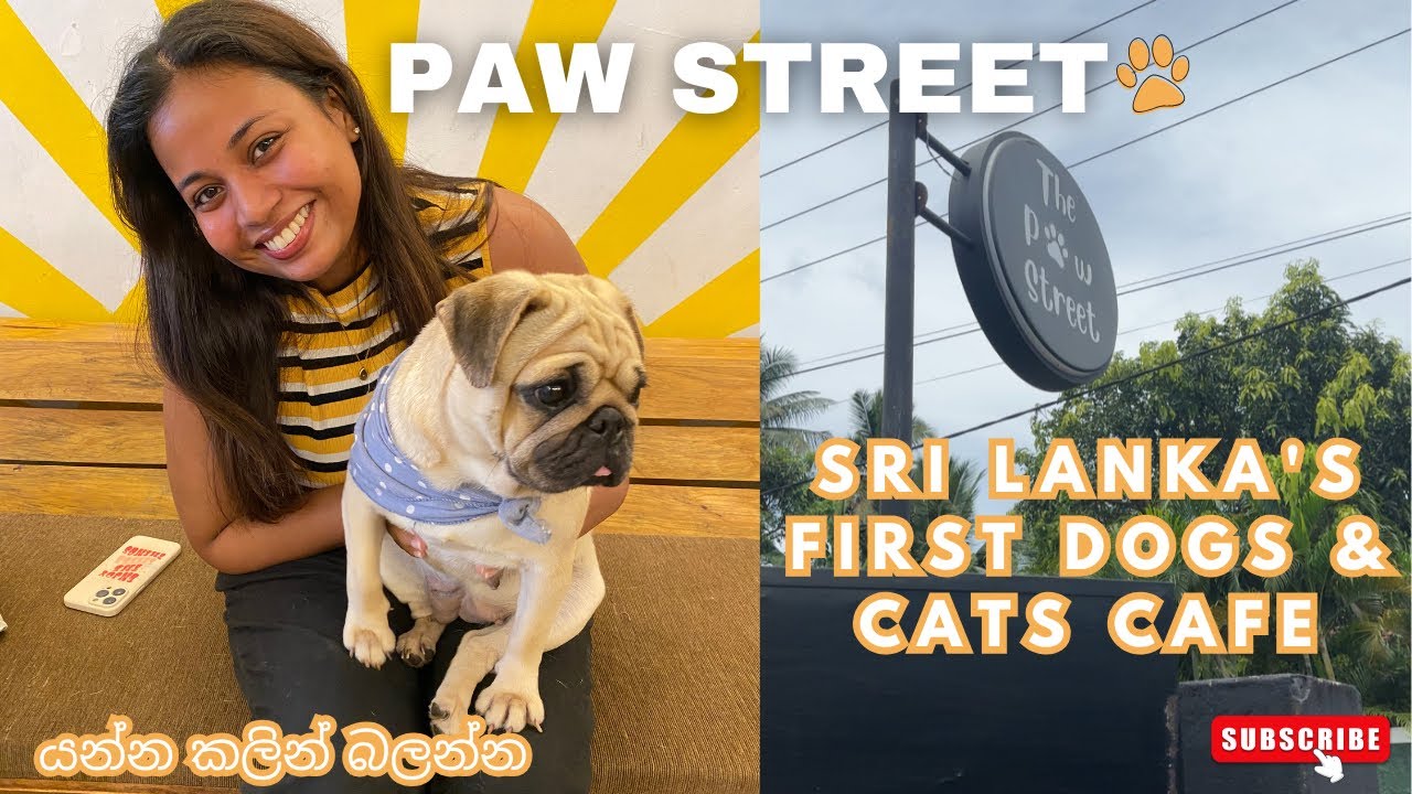 Paw Street | ලංකාවේ First Cat's & Dog's Cafe එකට යමුද? 🐱😍🐶🐾 | යන්න ...