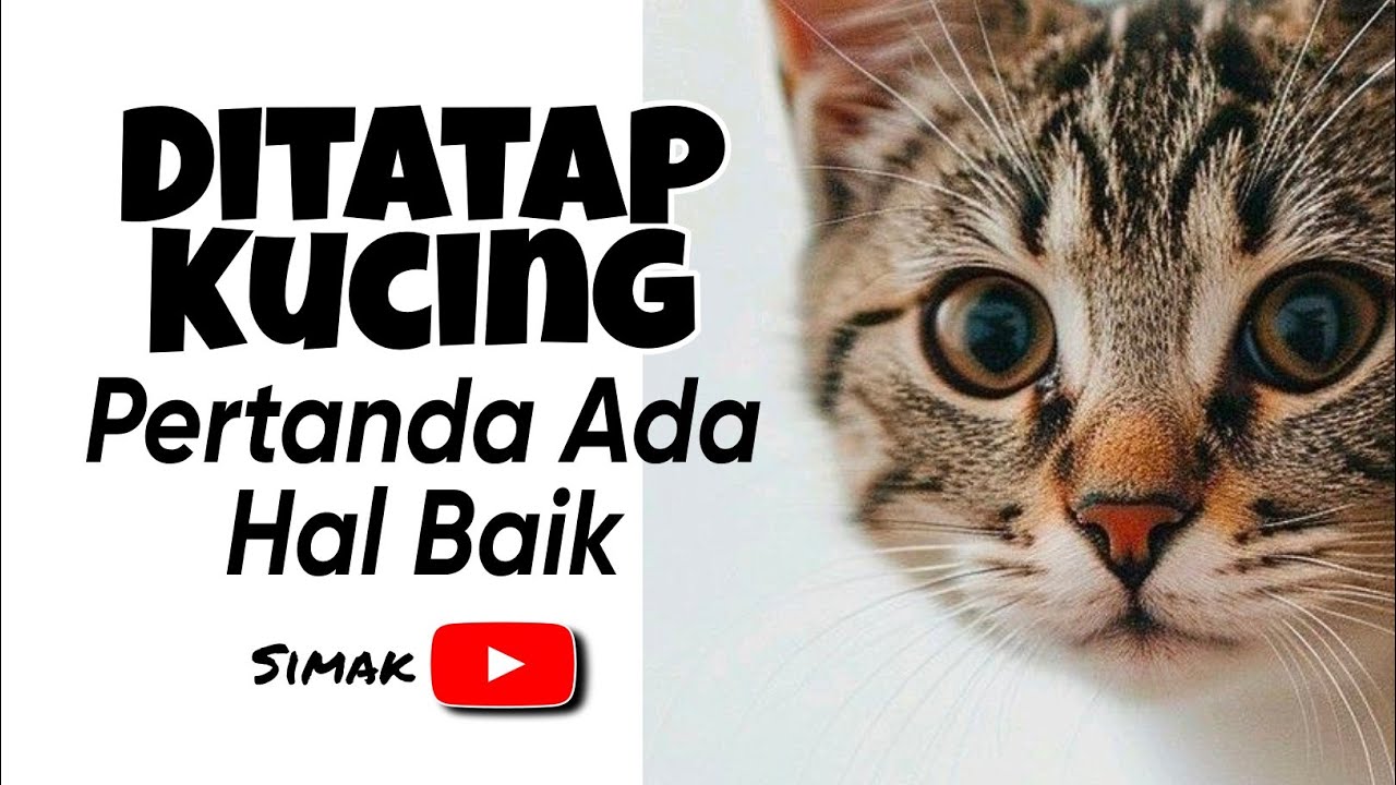 DITATAP KUCING PERTANDA ADA HAL BAIK - YouTube