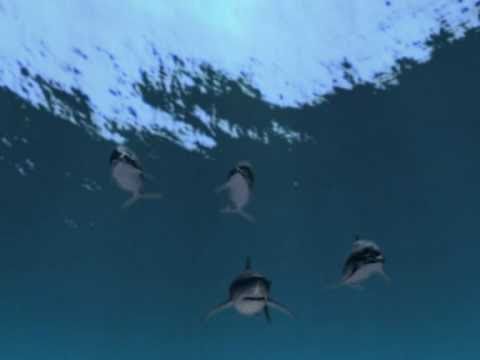 Dolphins cry - YouTube
