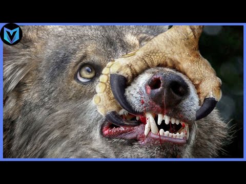 9 Most Unbelievable Eagle Hunts Ever Recorded