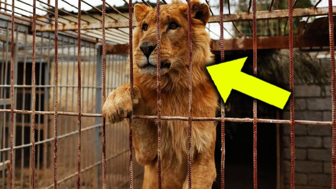 Lion Lived in A Cage for 15 Years. Felt Grass For First Time And THIS ...