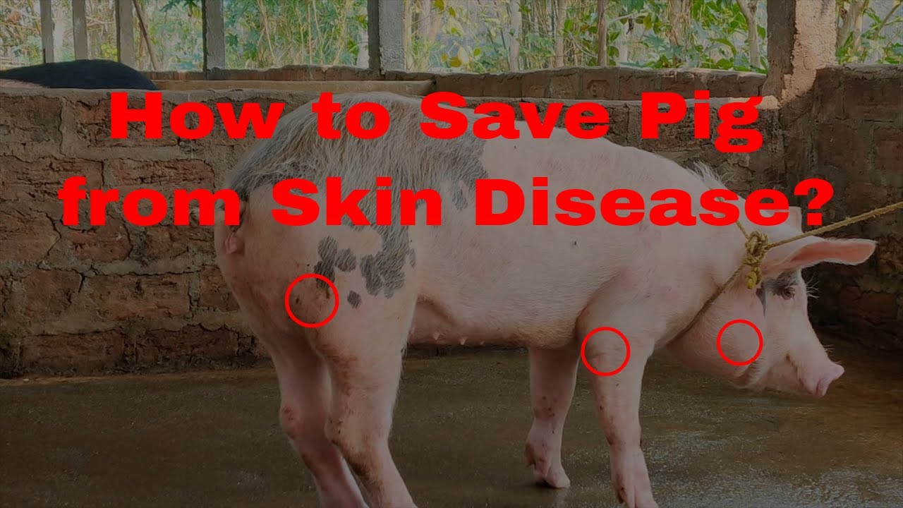 Pig Skin Disease Care: Prevention, Treatment, and Management - YouTube