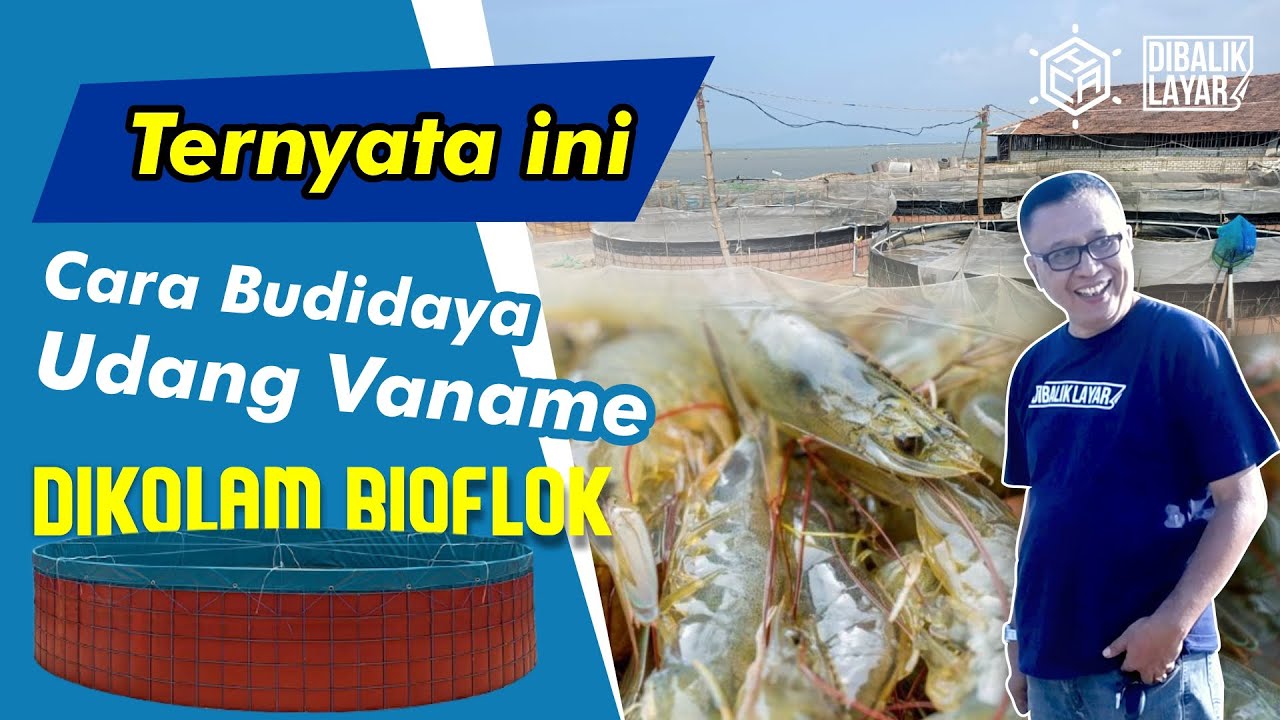 Ternyata ini!! Cara Budidaya Udang Vaname Di Kolam Bioflok - YouTube