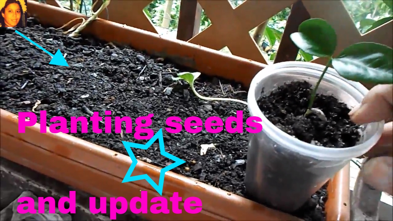planting seeds and update - YouTube