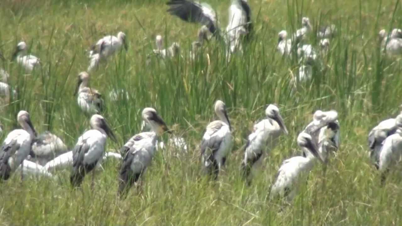 Asian Open bill Storks' flock at Sholinganallur Marsh land. - YouTube