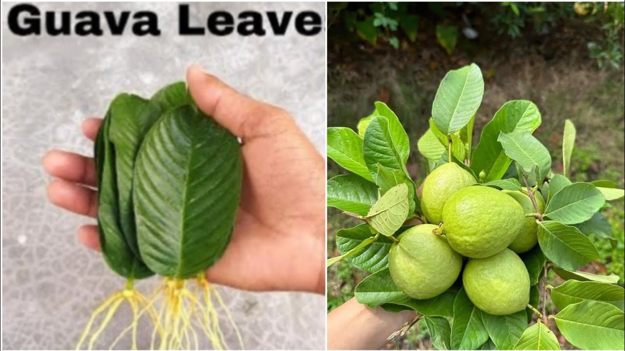 Grow gauva tree from leaves/how to propegat guava tree - YouTube