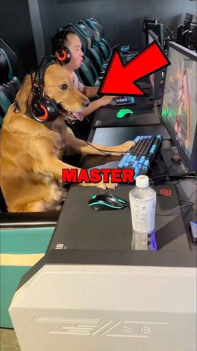 GAMING DOG! #pets #dogs - YouTube