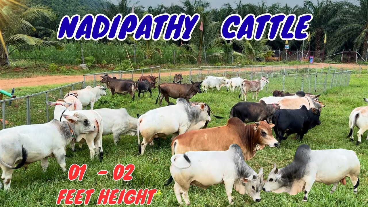 Nadipathy Cattle | Nadipathy Goshala | 01 -02 Feet Cows 😍#shorts #viral ...