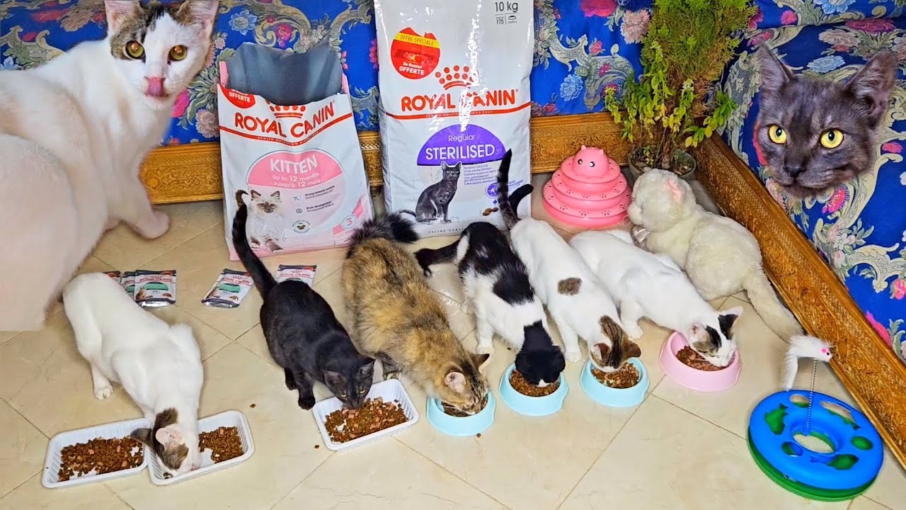 Beautiful rescued kittens sharing healthy Dry and Wet cat food in a ...