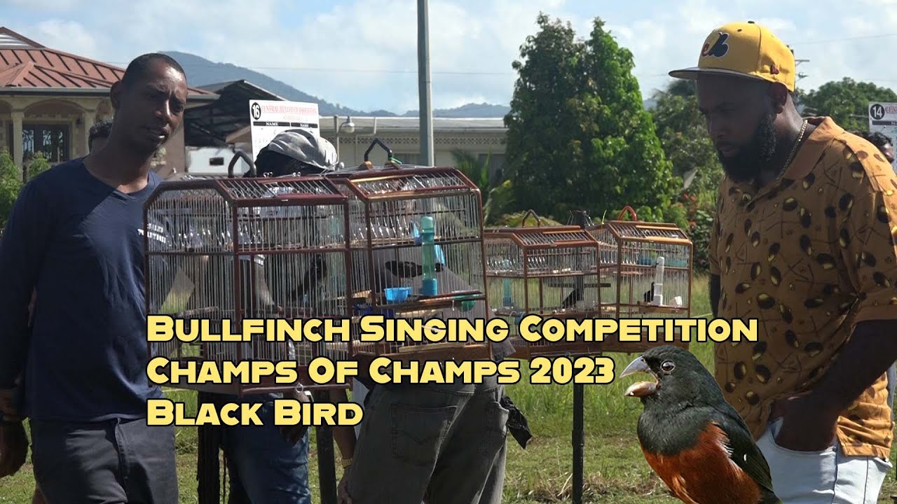 Bullfinch Singing Competition Champs Of Champs 2023 Black Bird - YouTube