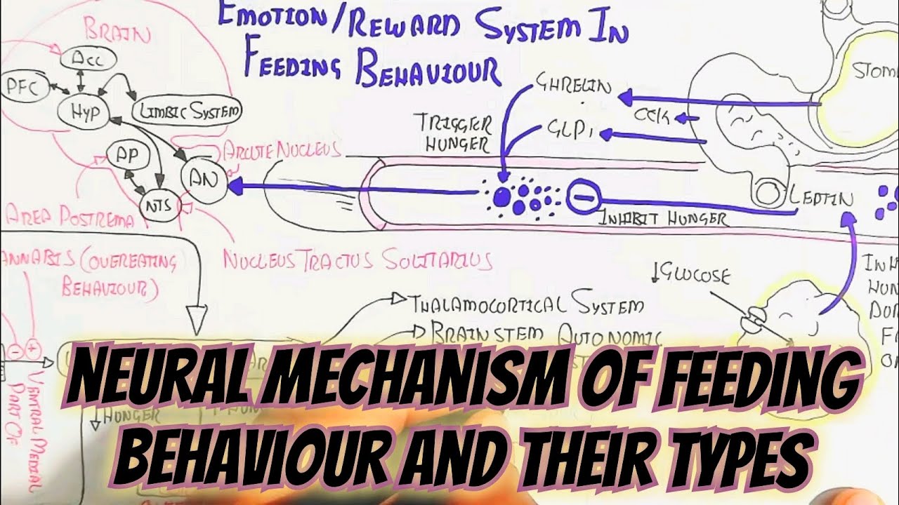 Neural Mechanism Of Feeding Behaviour @umerfarooqbiology7083 - YouTube