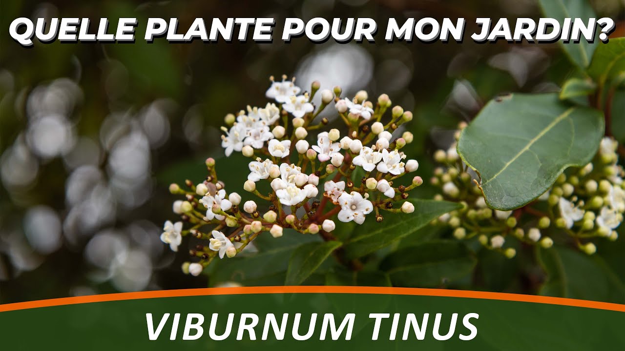 VIBURNUM TINUS - Quelle plante pour mon jardin? - YouTube