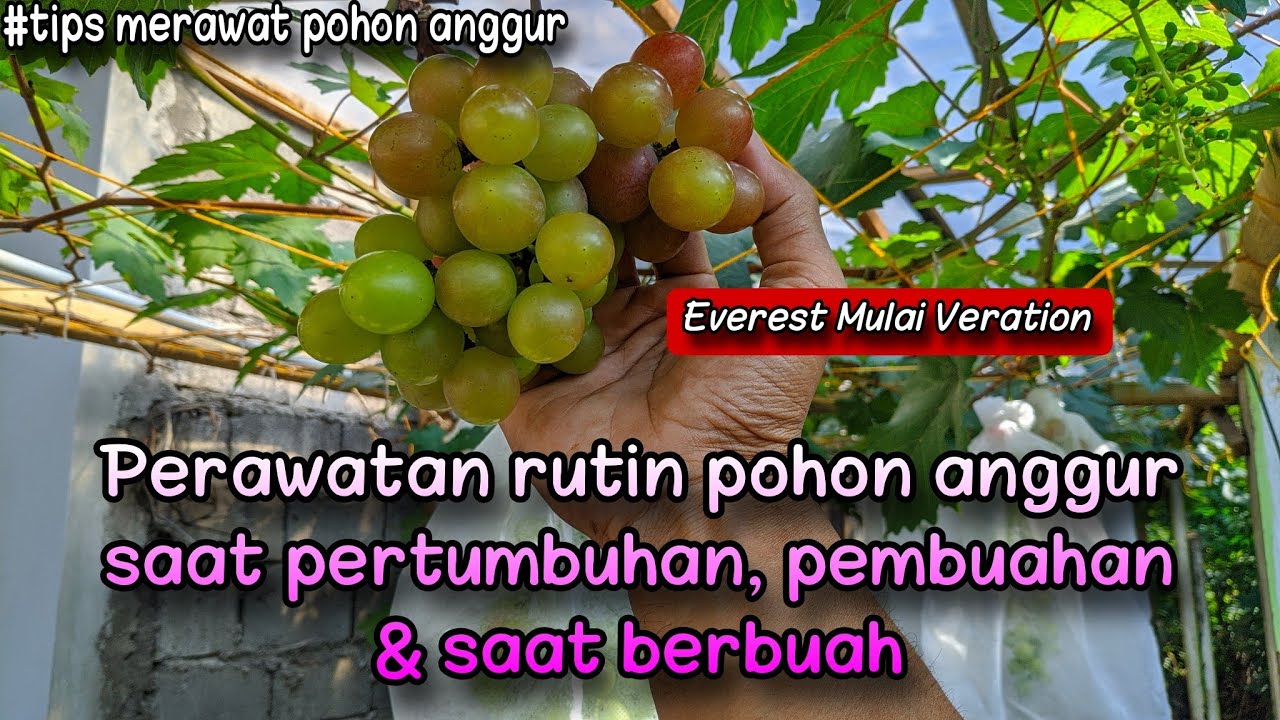Cara merawat pohon anggur agar cepat besar dan berbunga - YouTube