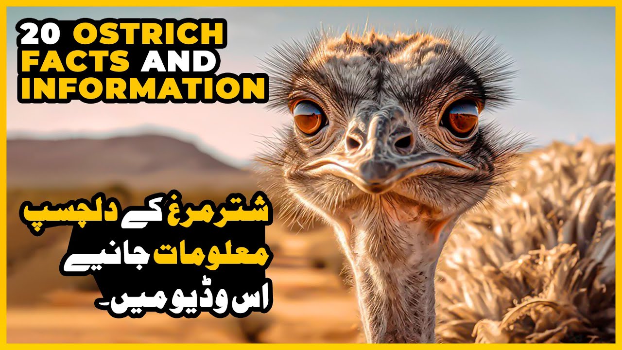 20 Ostrich Facts & Information in اردو / हिंदी | Shutar Murgh | Shutar ...