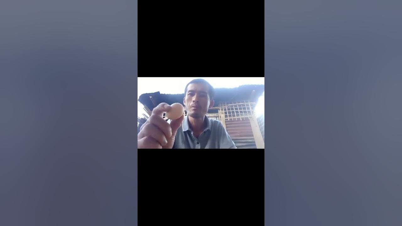 poj qaib nteg tau pov haum qe - YouTube