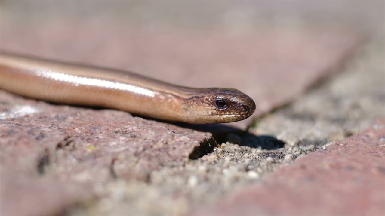 10 Unusual Scientific Discoveries for August 2023 - Go IT