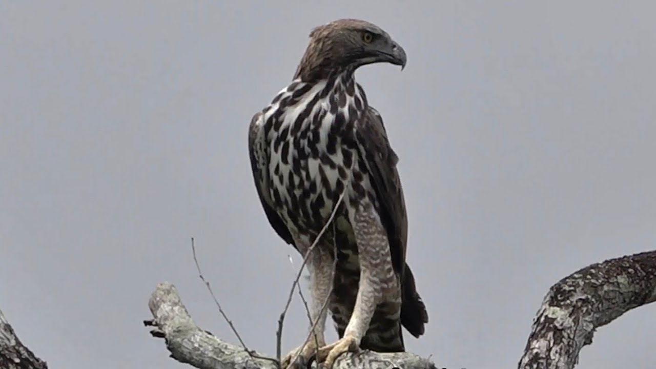 Adult CHANGEABLE HAWK-EAGLE (pale morph) closeup, Singapore - YouTube