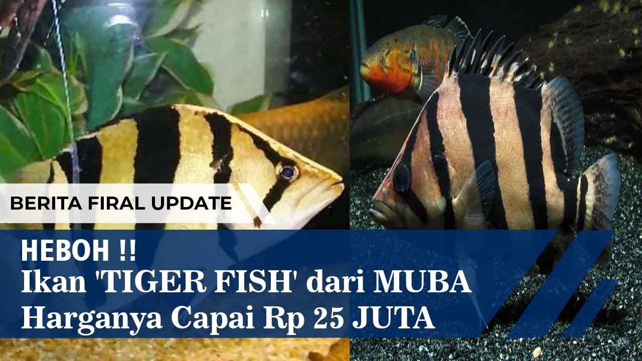 HEBOH !! Ikan 'TIGER FISH' dari MUBA Harganya Capai Rp 25JUTA - YouTube