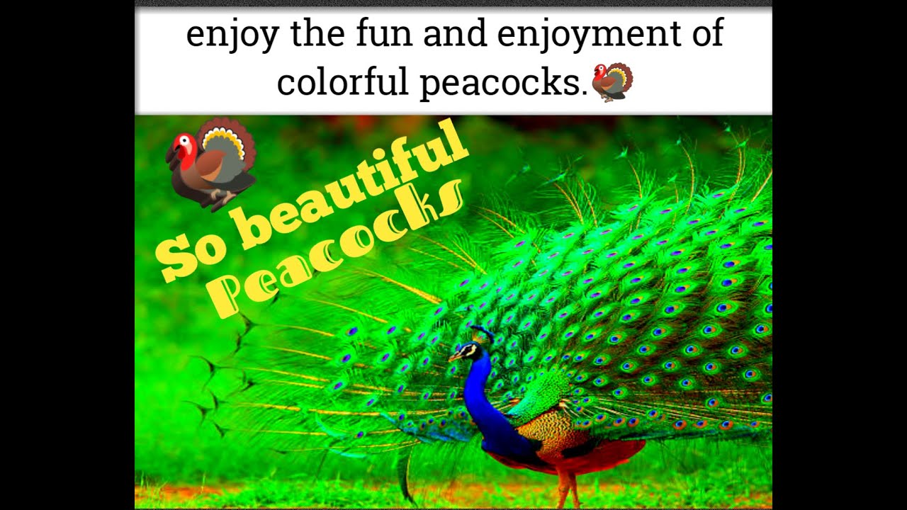 Enjoy the fun and enjoyment of colorful peacocks |#youtubevideo # ...