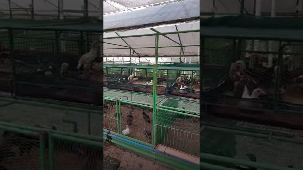 Brooder-grower House Loaded with Stocks | Philippine Native Chicken ...